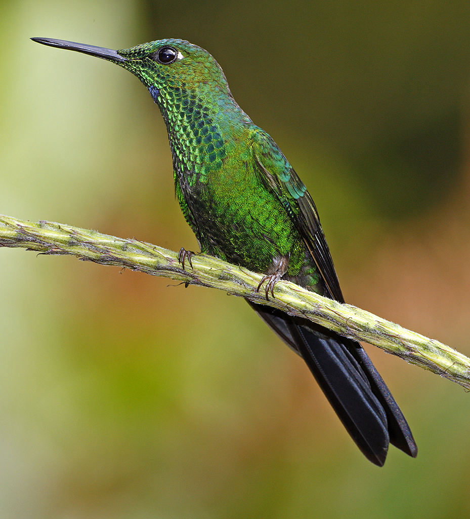 Top Flight Nature Photography: Hummingbirds (and frogs) of Costa Rica
