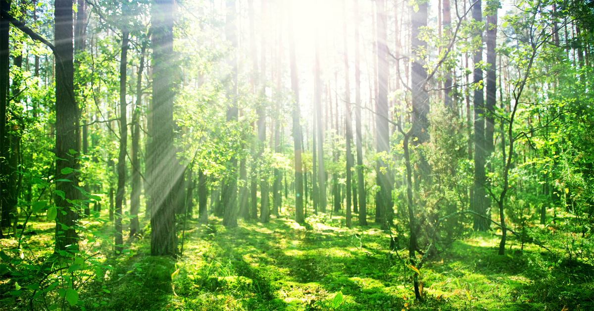 Keeping It Real: Life's Natural Rhythm Universal Timing