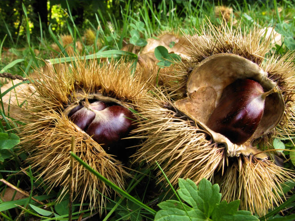 Terre Alte: Il bosco in cucina