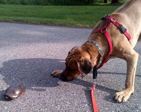 Dog Back-Clip Harness | Dog Collars