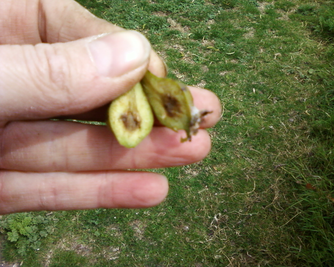 Rachel the Gardener: What's wrong with the pears?