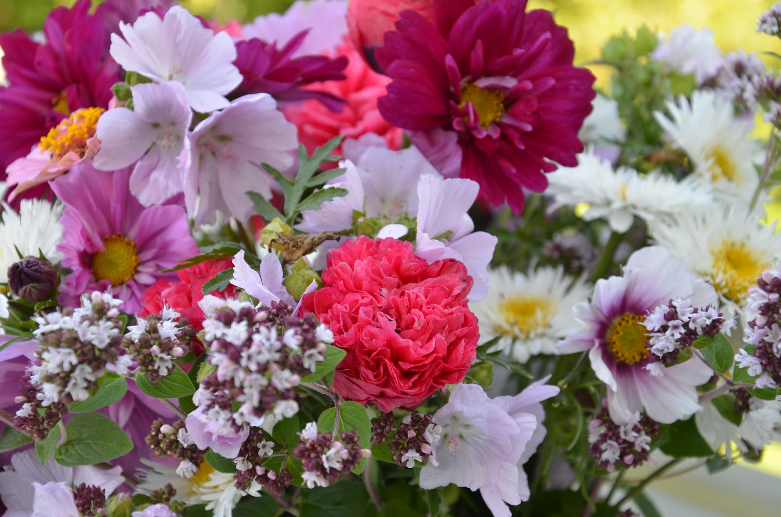 Vid Vätterns strand: Dagens blommor och blader...