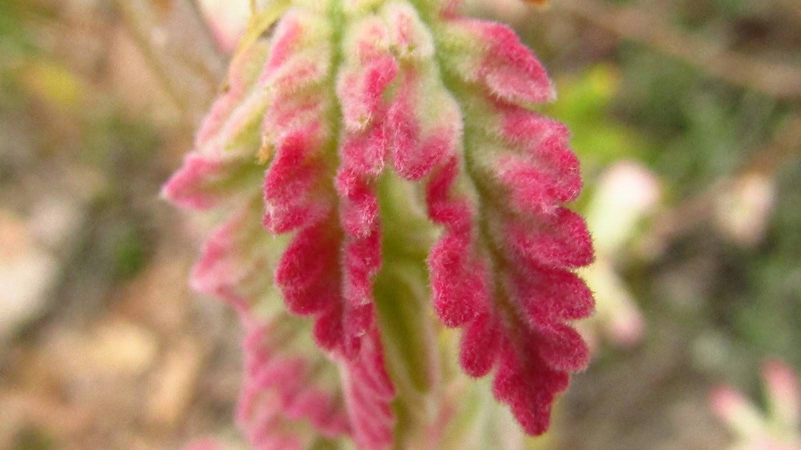 LA FINCA SALVAJE: HOJA ROBLE, ROSA SALVAJE.