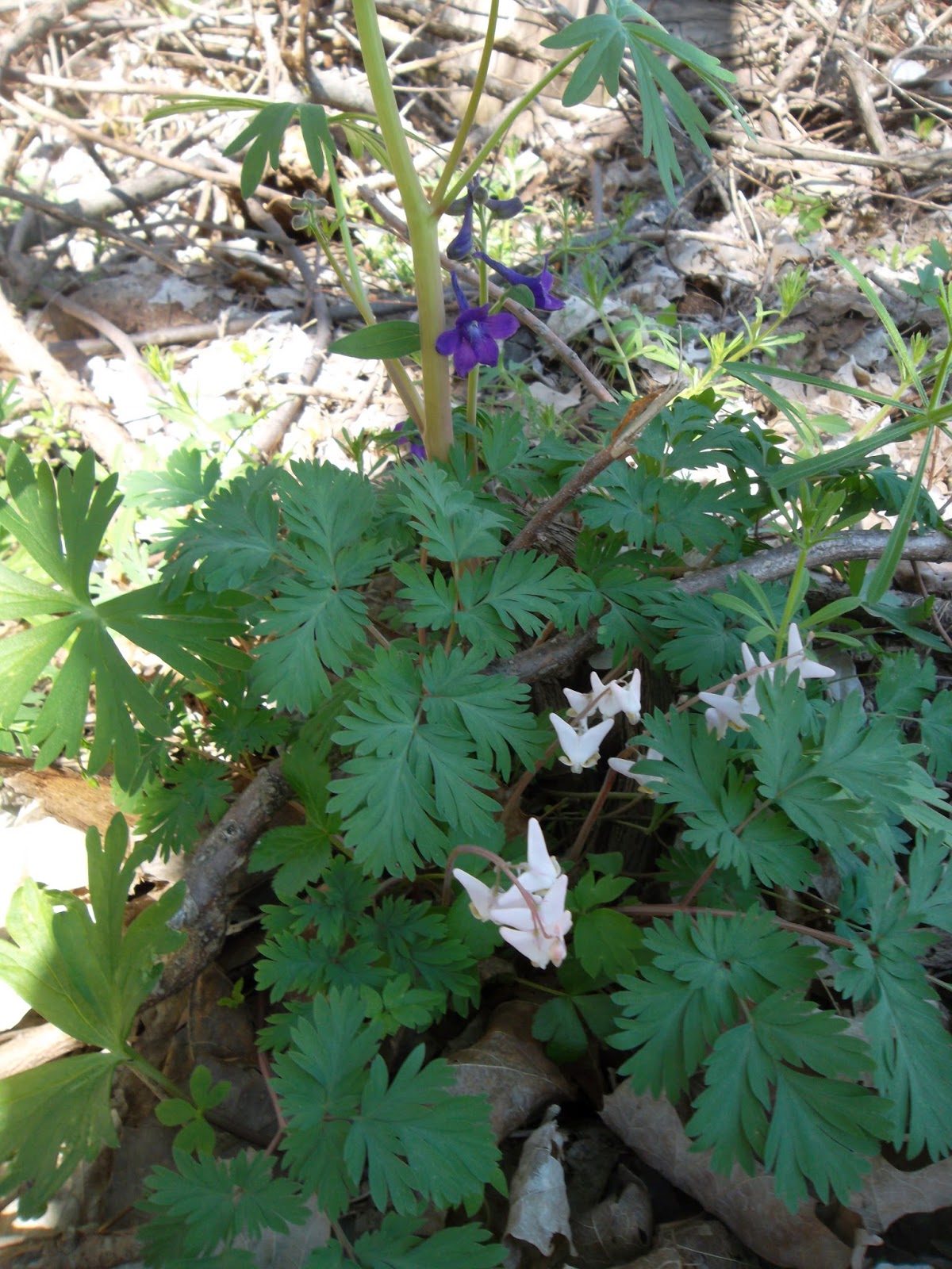 Chlorofiend & Pistillate: April Wildflower Hike- Salt Lick