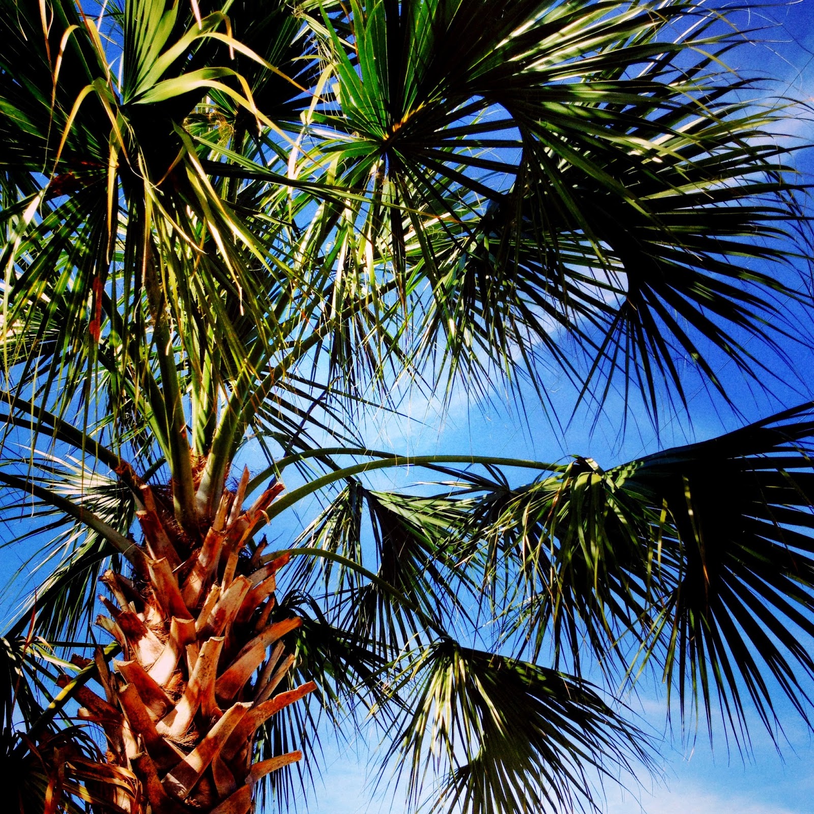 Real College Student of Atlanta: Spring Break in Charleston, SC