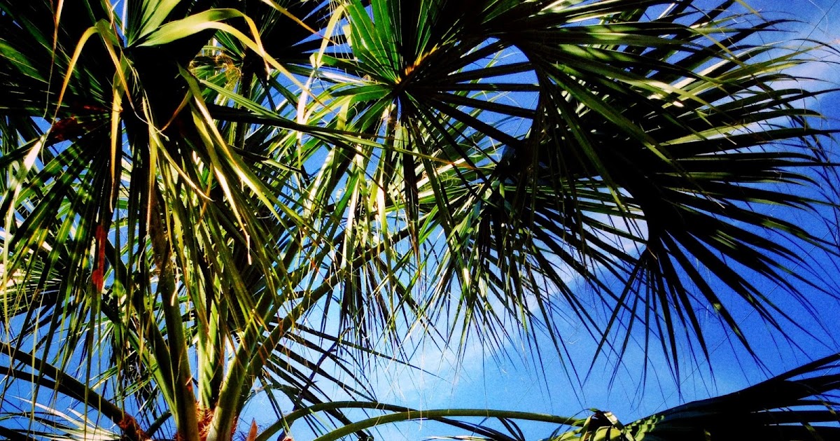 Real College Student of Atlanta: Spring Break in Charleston, SC