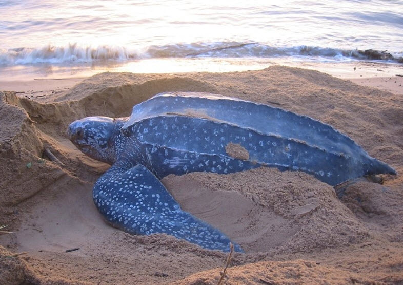 The leatherback turtle | The Life of Animals