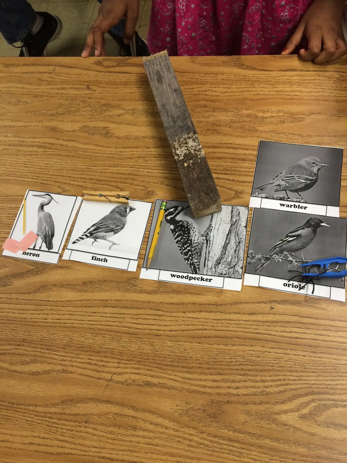 DeWitt's Learning Lab: Animal Adaptations: Bird Beaks!