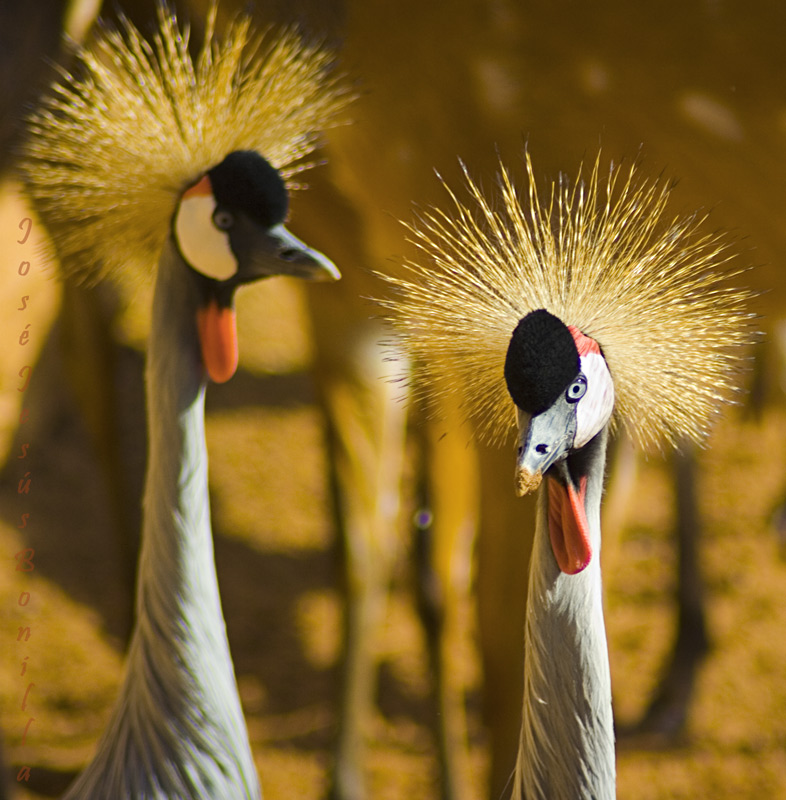 Imágenes de Pájaros: Grullas o Grúidos
