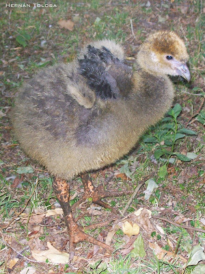 Aves Bonaerenses: Chajá (Chauna torquata)