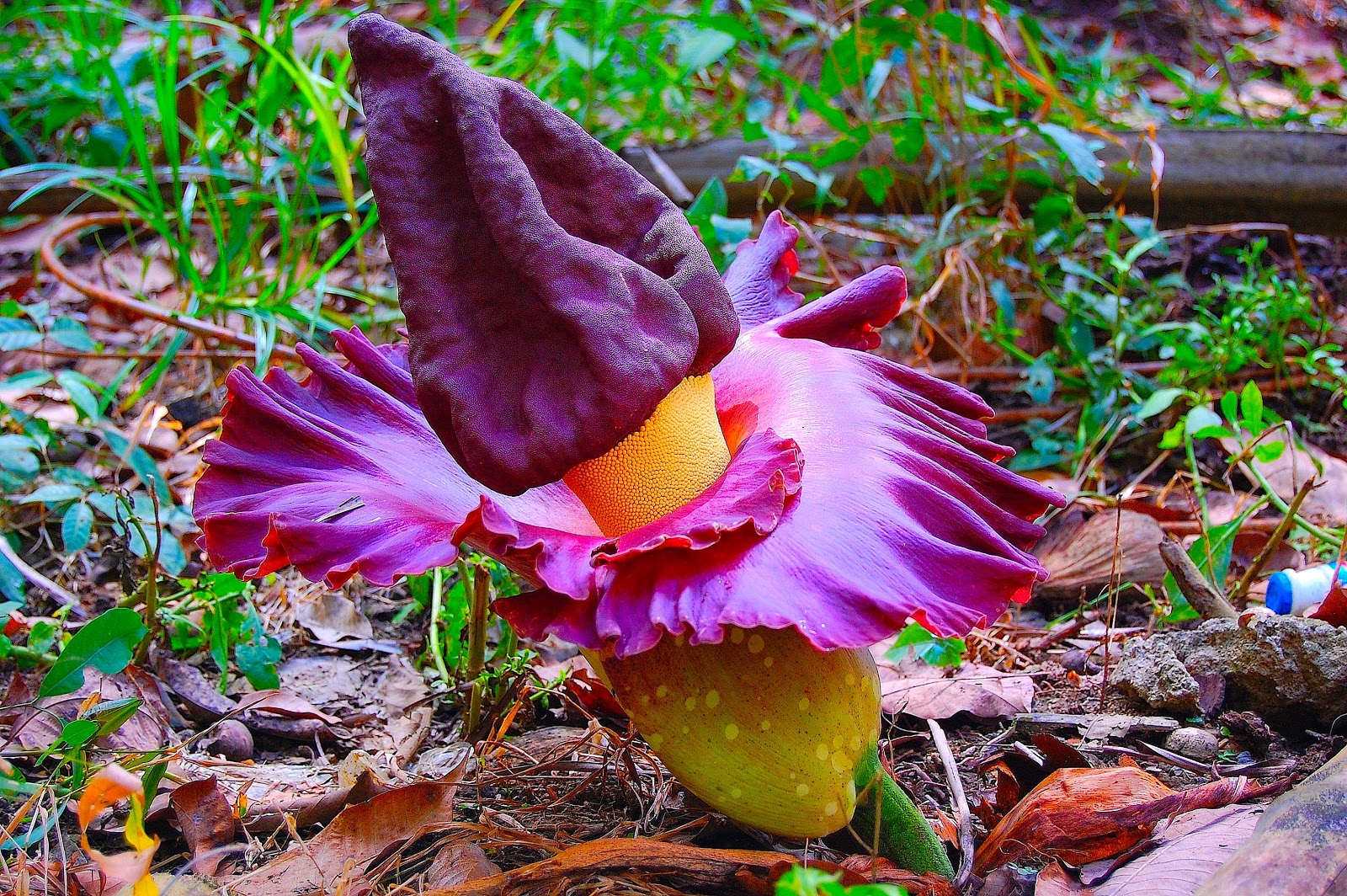 In Australia a inflorit floarea cadavru : are un miros respingator si ...