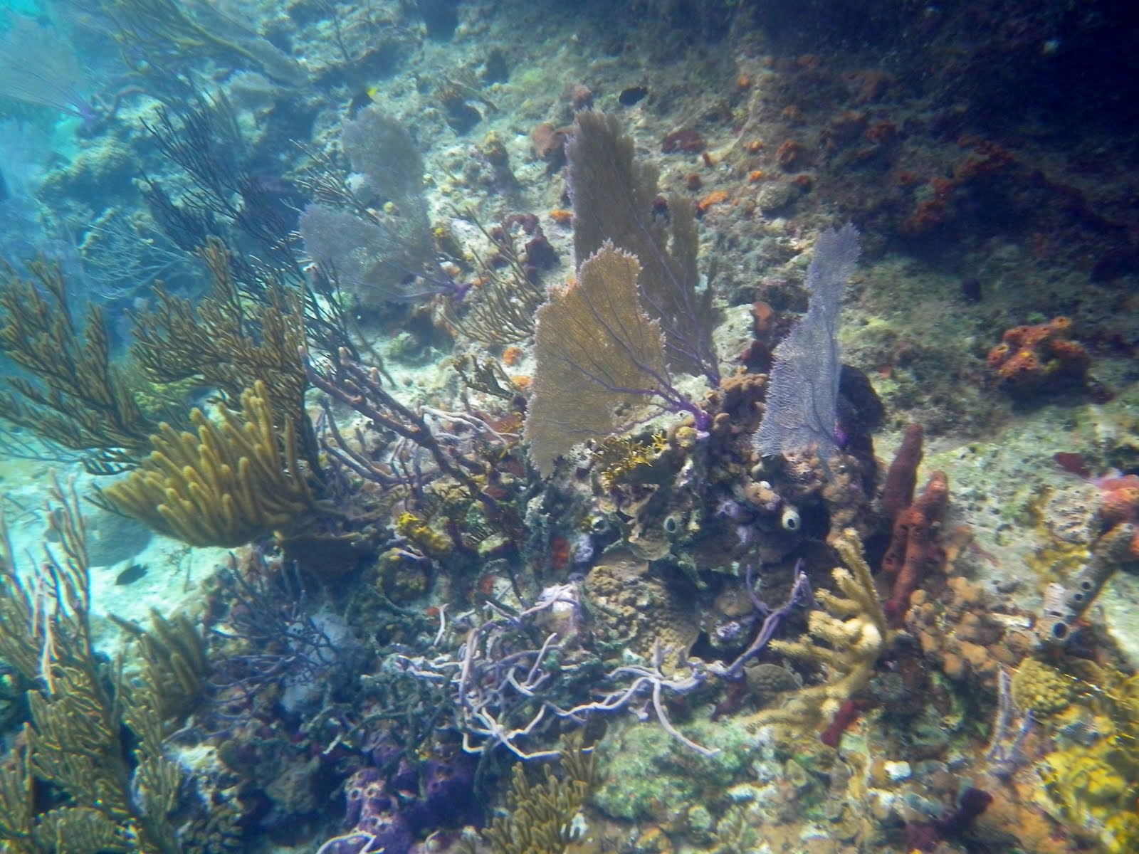 S/V WAHOO: Cruising the Exuma Chain