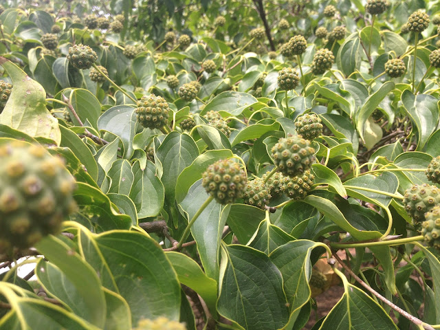 PHILLY TREES: BLUE MOON TREE HUNTS