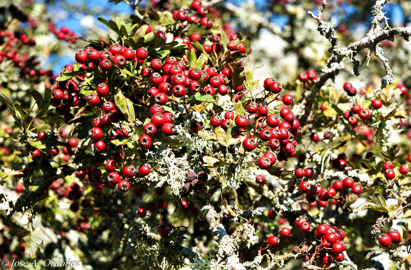 El Jardín de la Barrosa: Algunas bayas silvestres comunes en el concejo ...