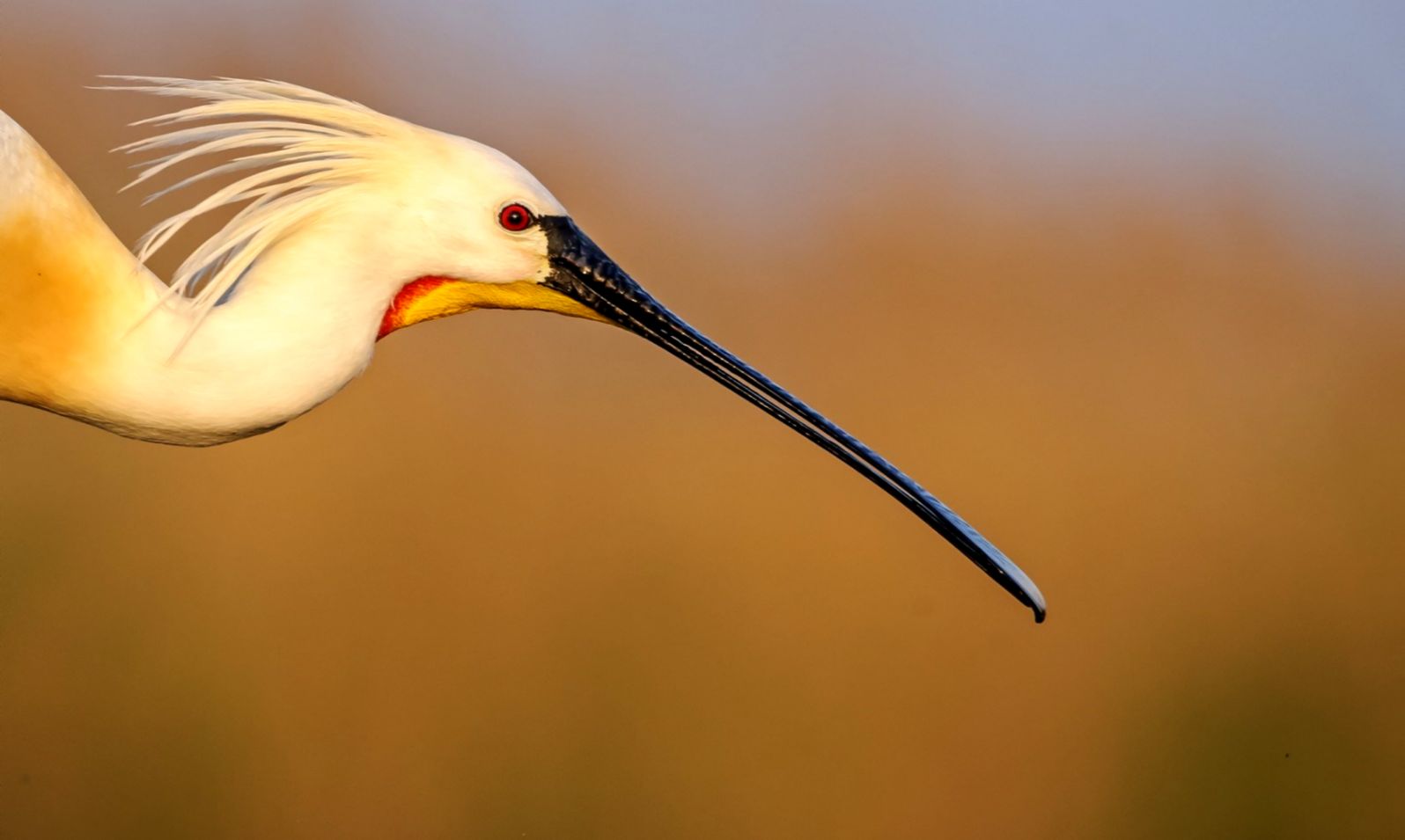 Bird Beak Hd Wallpaper | Best Wallpapers HD Gallery