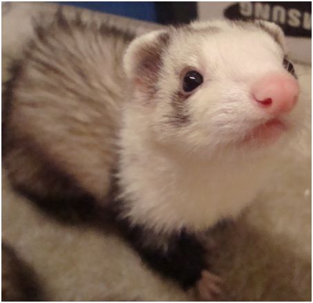 Ferret Me: Three Types of Ferret Behavior﻿﻿﻿