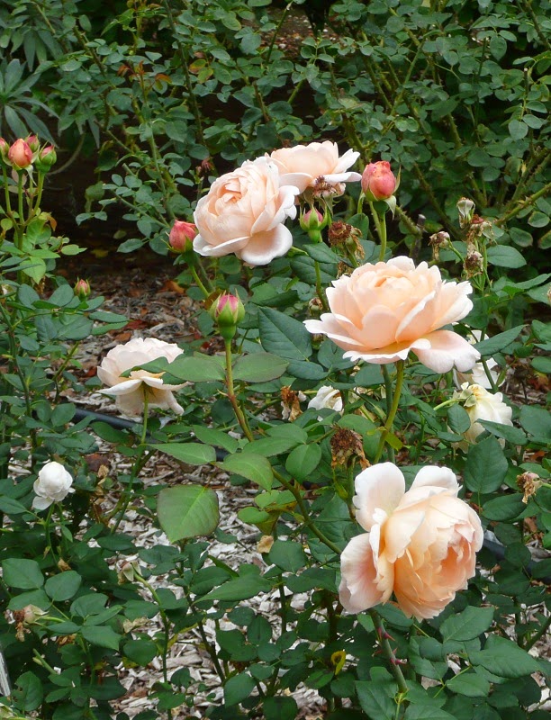 Yard Tales: A Trip to Melville Roses