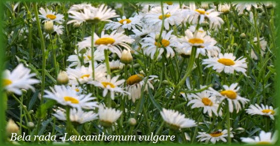 prirodno lecenje biljem