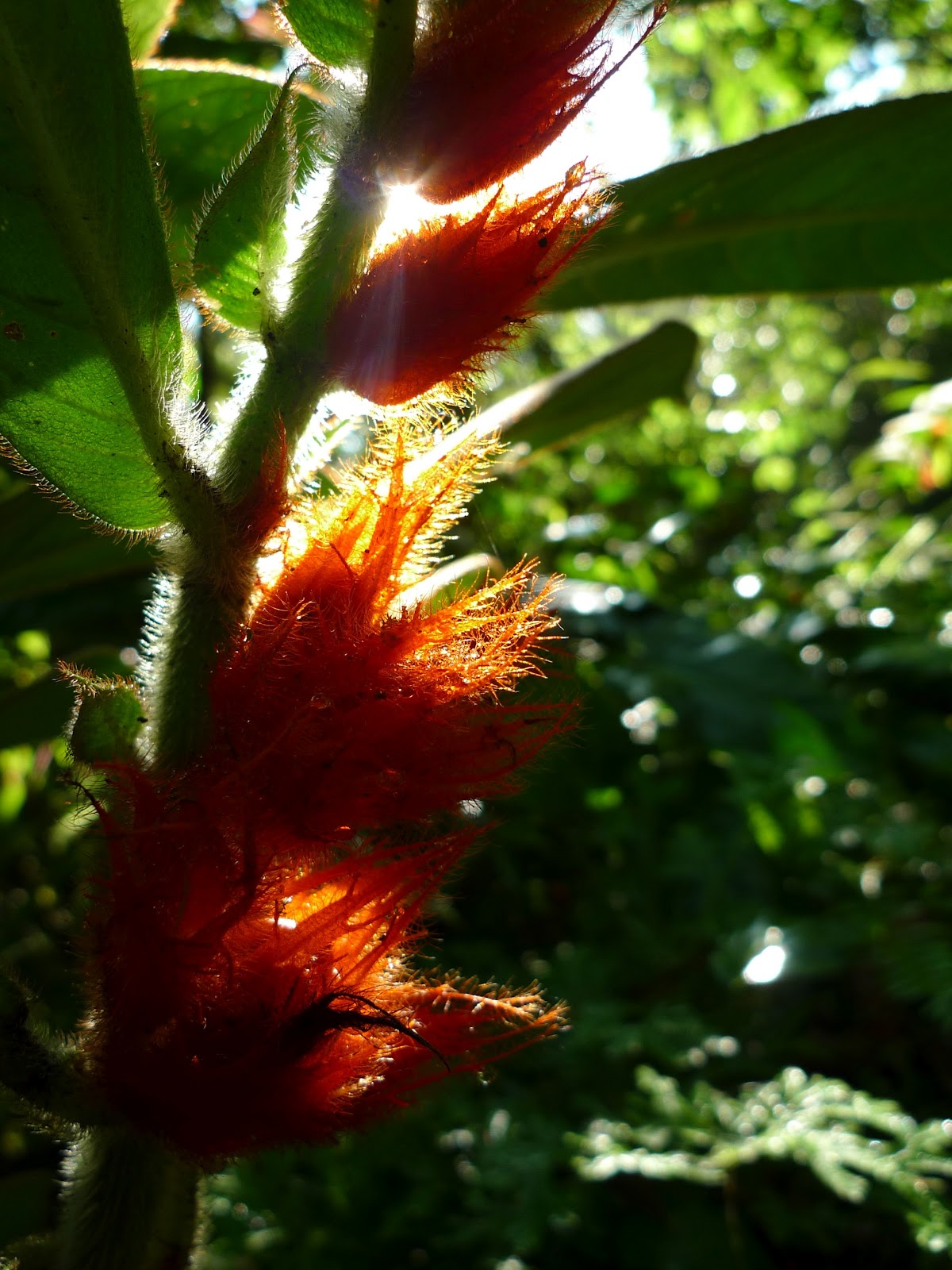 Winter Foliage: Rainforest