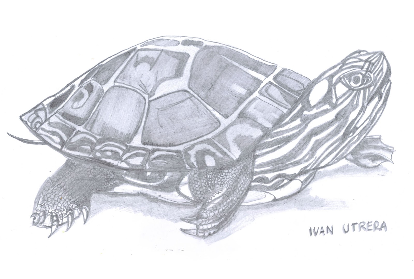 Tortuga a lápiz | dibujo a lapicero, dibujo a boligrafo, draw, sketch ...