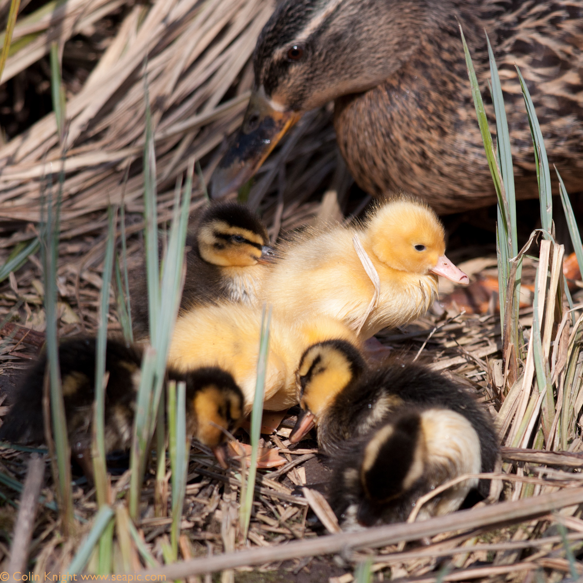 Postcards from Sussex: Arundel ducklings