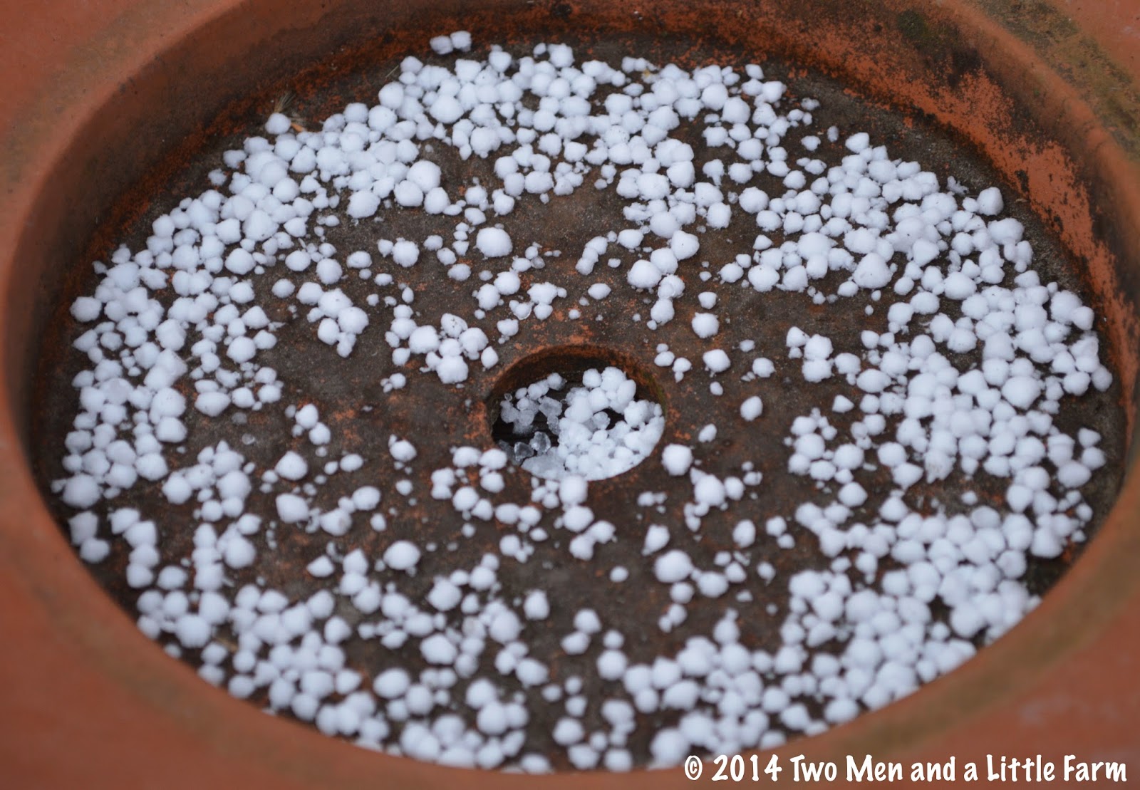 Two Men and a Little Farm: DIPPIN DOTS SNOW IN TEXAS