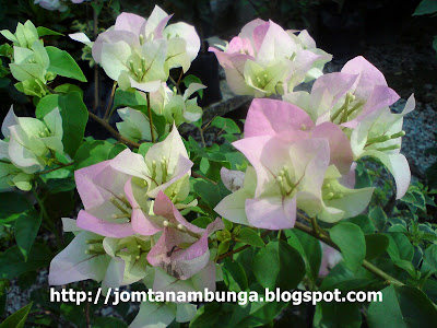 Jom Tanam Bunga: Tips Tanam & Jaga Bunga Kertas (Bougainvillea)