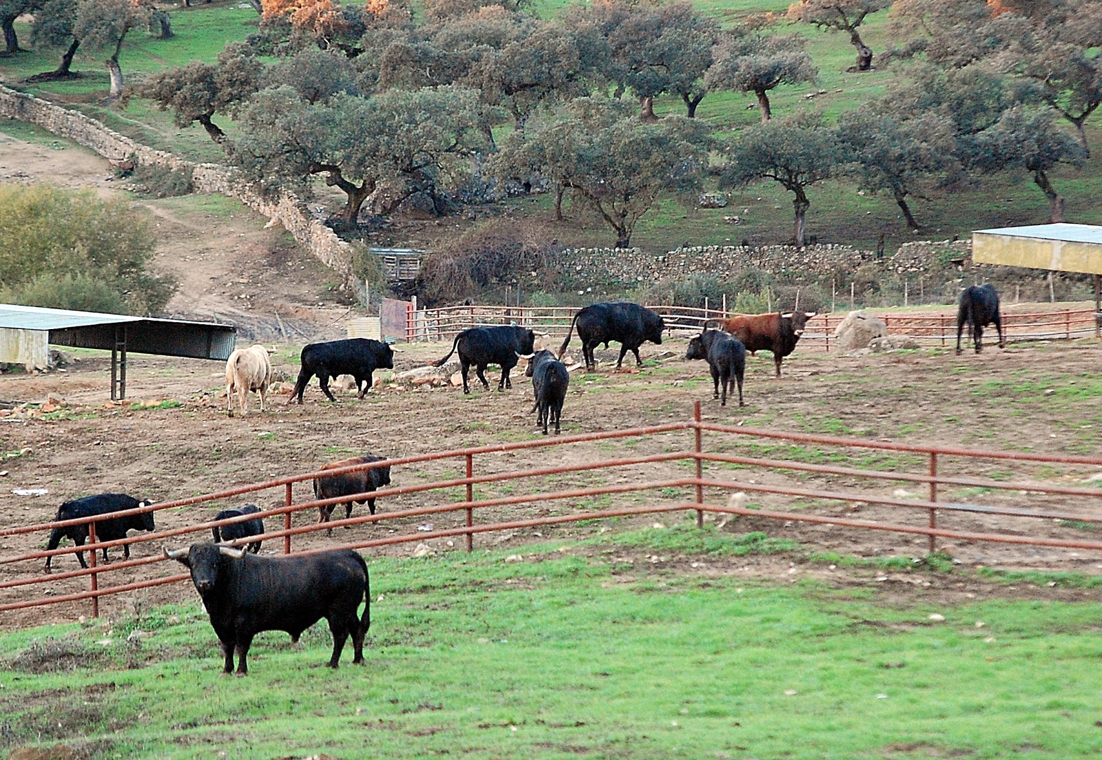 ambitotoros: LA TORADA DE JUAN PEDRO DOMECQ PARA EL 2013