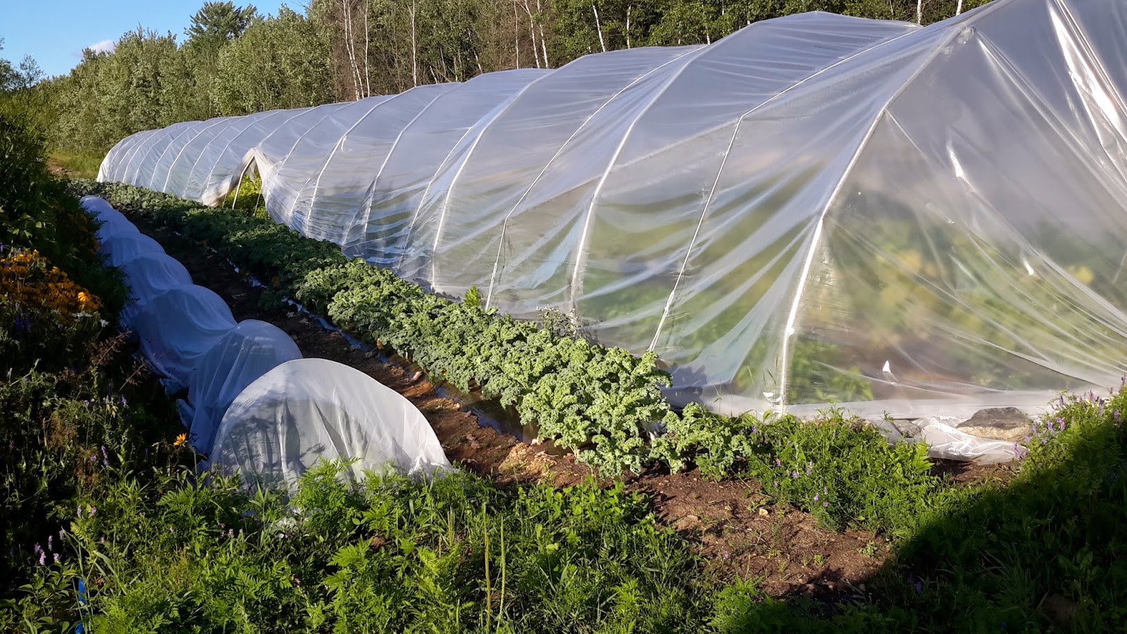 Ferme maraîchère production santé: Prodution sous tunnel