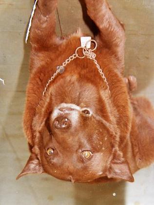 Viva La Ghash!: Dream 42