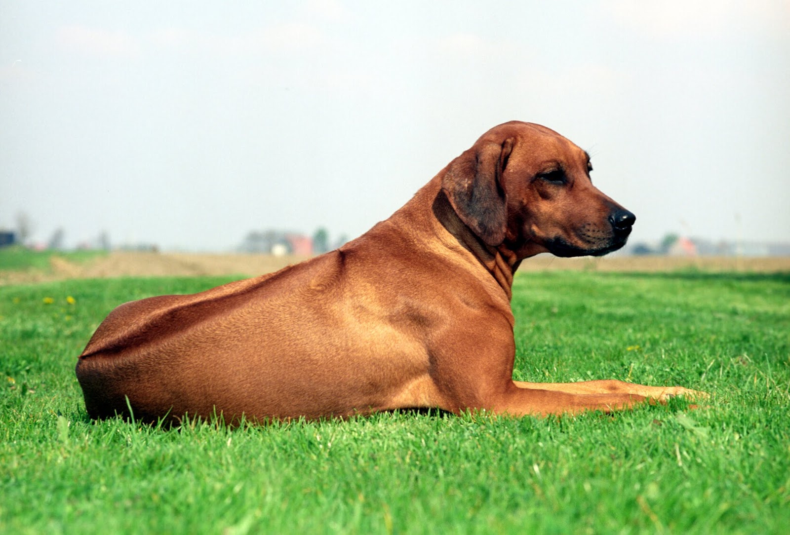 De Rhodesian Ridgeback