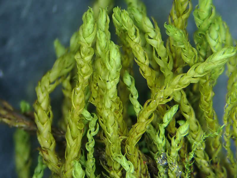 South-West Wildlife: Didymodon fallax