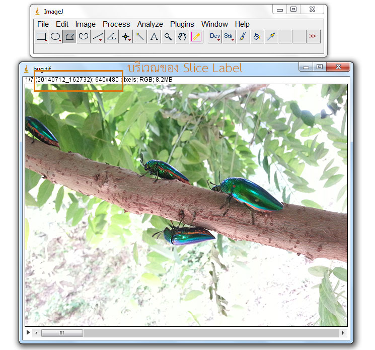 My imageJ: เมนู Image with ImageJ [ตอนที่ 41] Stacks tools, การกำหนดคำอธิบายบน Slice ด้วย Set Label