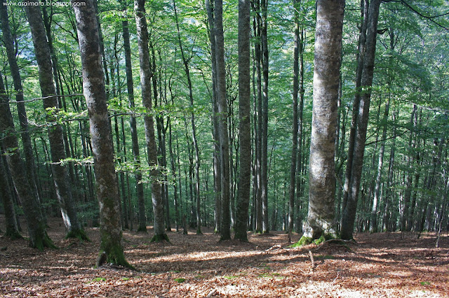 araimara: Irati, isiltasunaren basoa / Irati, el bosque del silencio