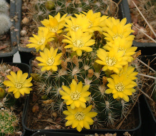 Rebutia, Aylostera y Weingartia: Rebutia neocumingii Backeberg 1950 ...