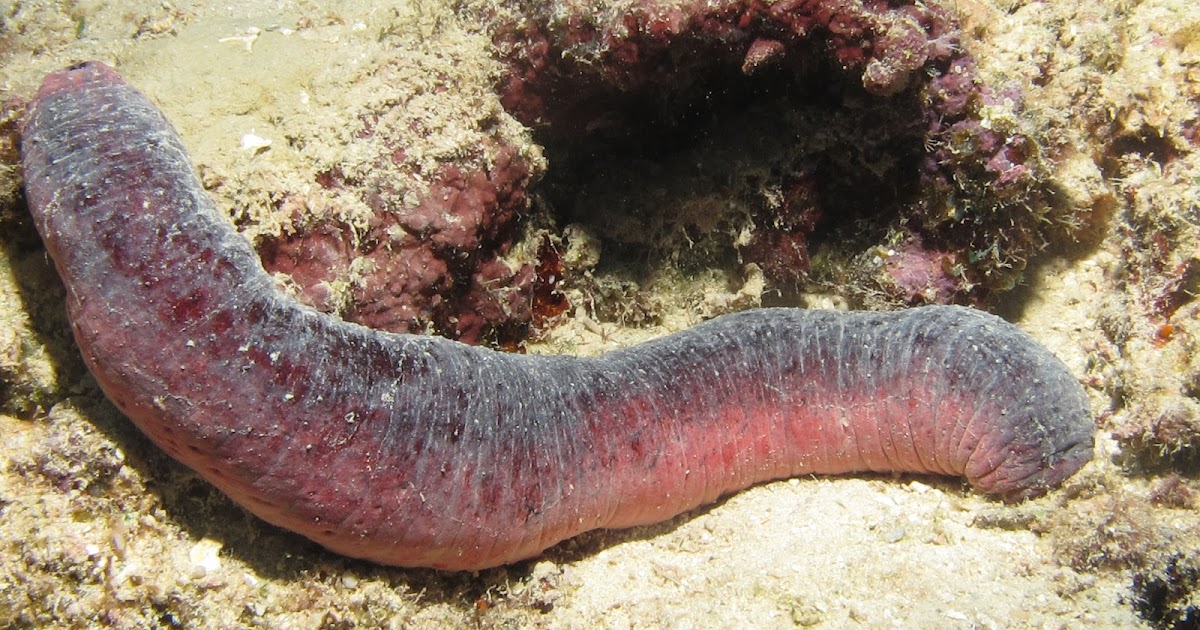 Variety of Life: Holothuria
