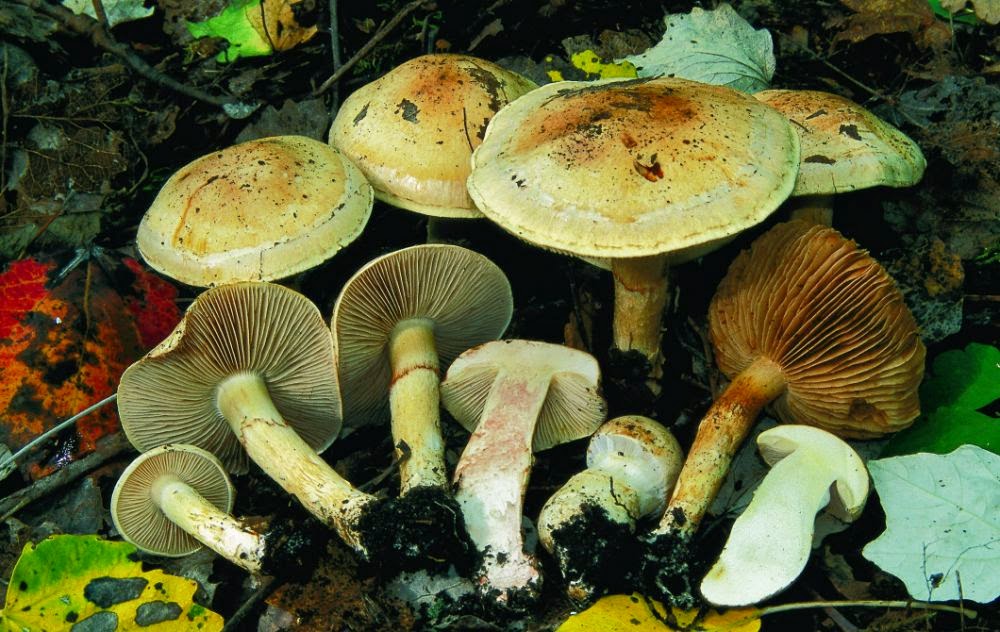 Plopul și ciupercile sale | Ciupercomania, totul, cu si despre ciuperci