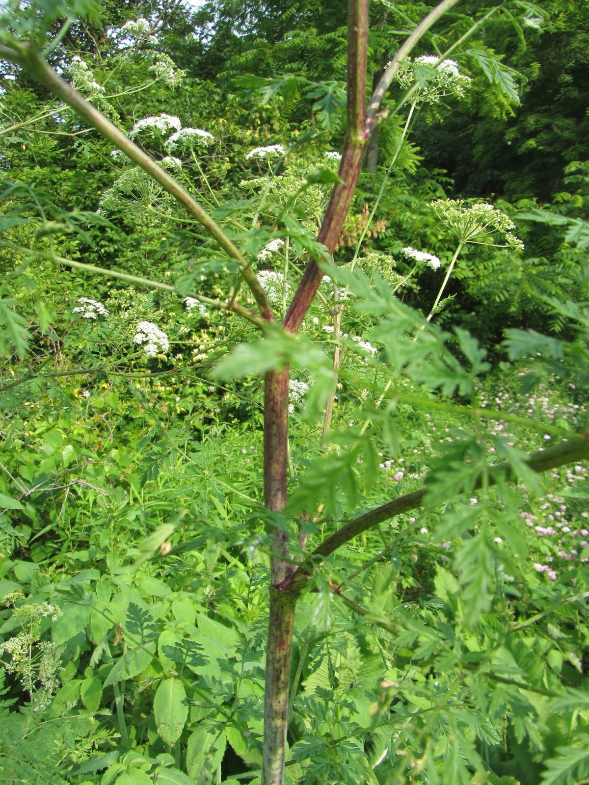 Conium Maculatum Root