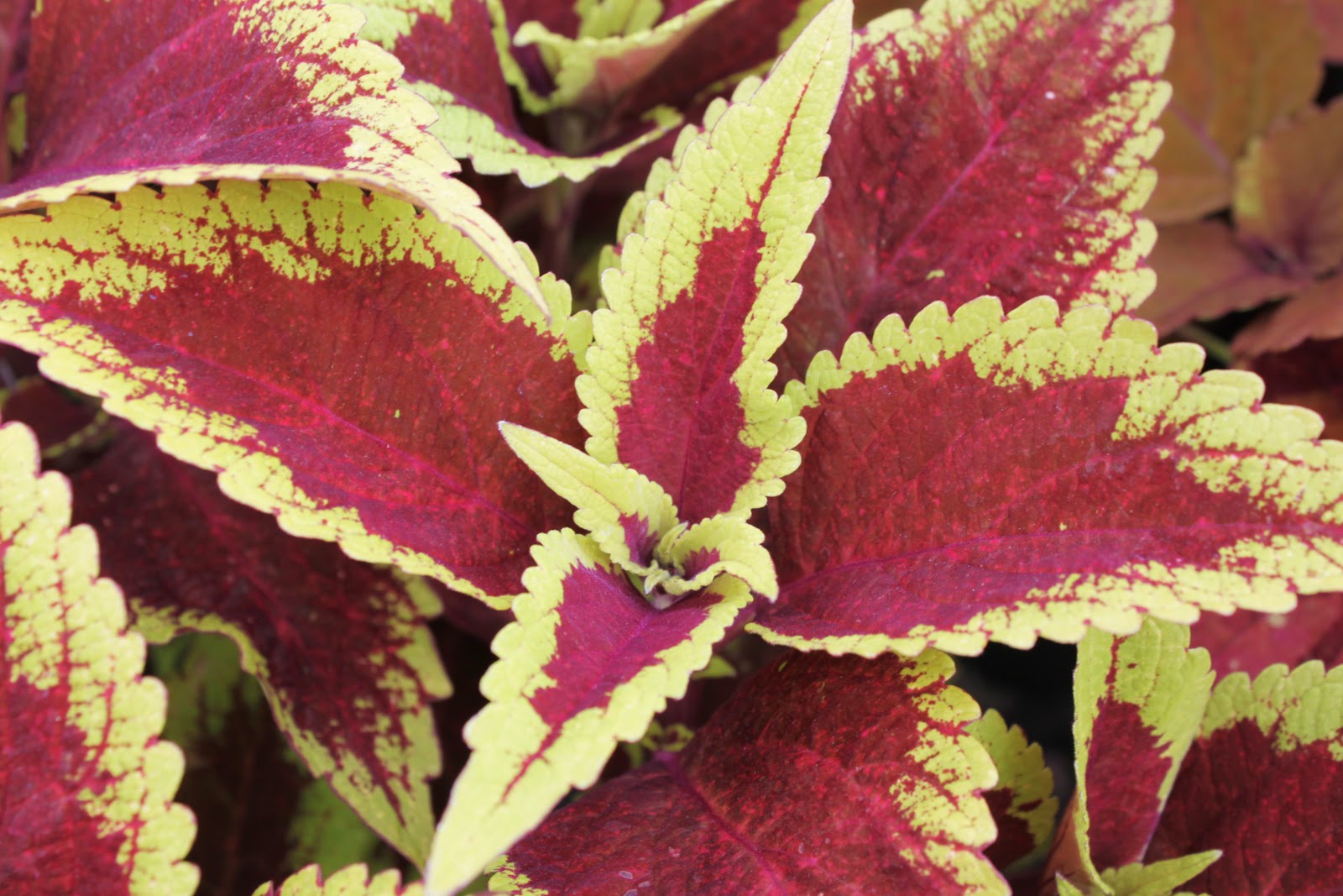 Strange's Garden Center: Coleus: The most versatile annual ever?