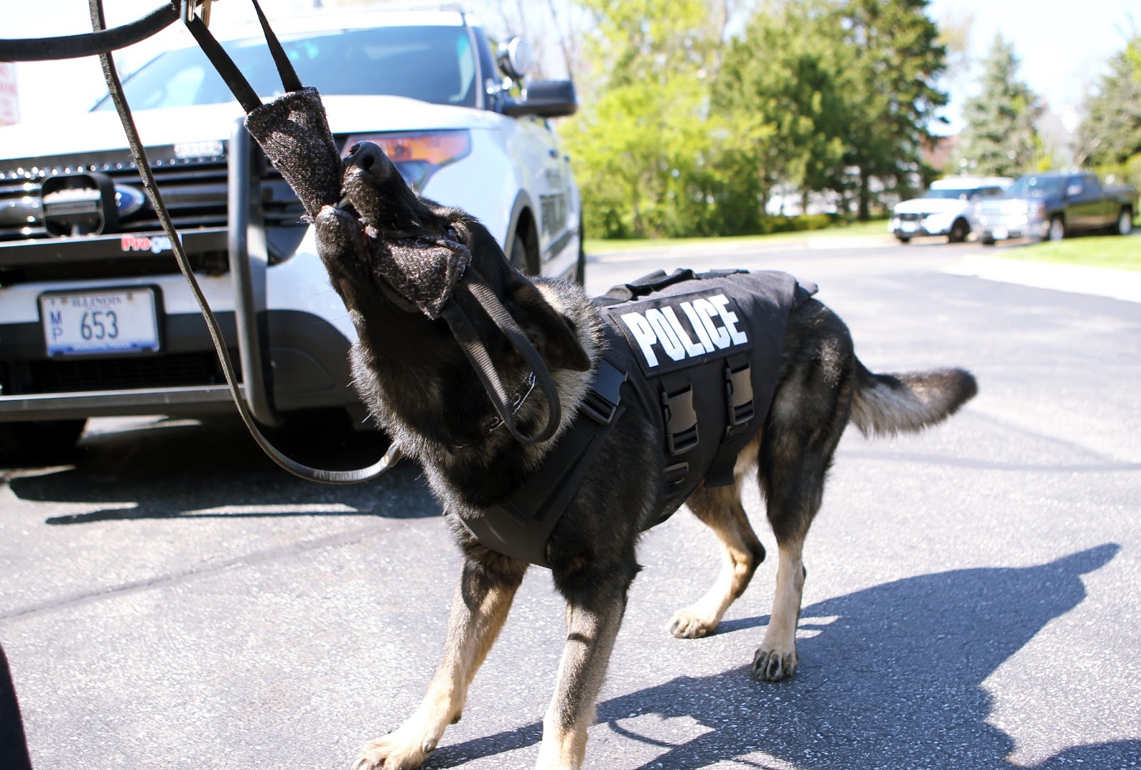 Mark Kodiak Ukena: Mundelein Police K-9 Titan the Dog wears New Armored ...