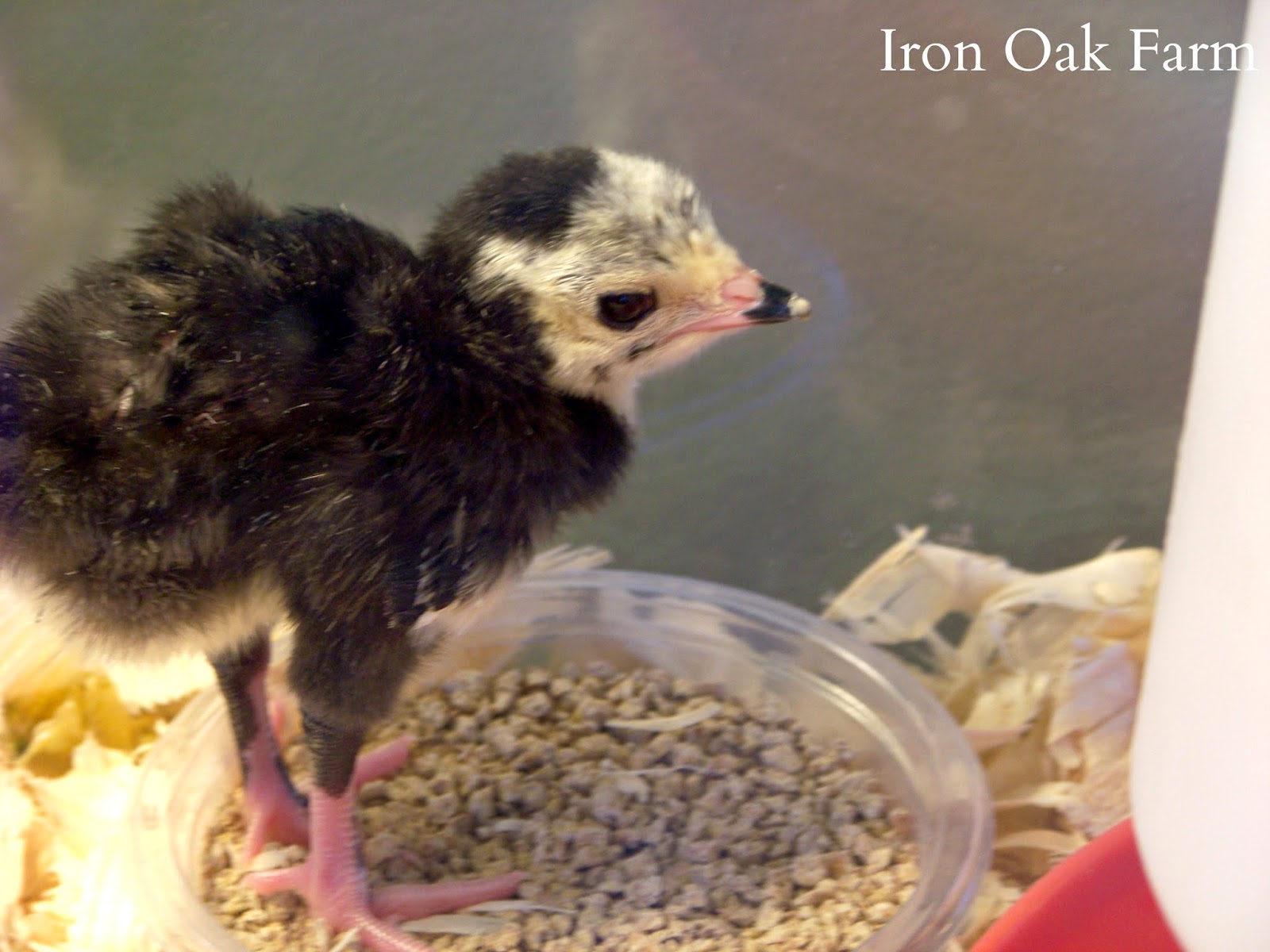 Iron Oak Farm: CC Post: Turkeys: Breeding, Hatching and Brooding