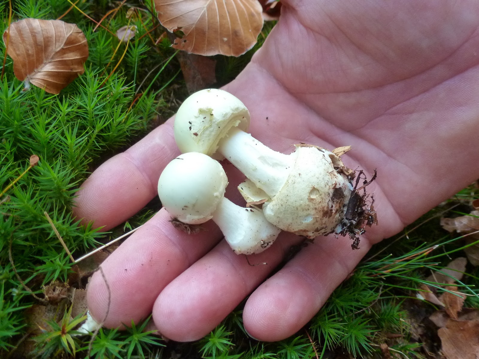 Natur und Leben - Carl Gibsons Blog: Steinpilze, Röhrlinge, giftige ...