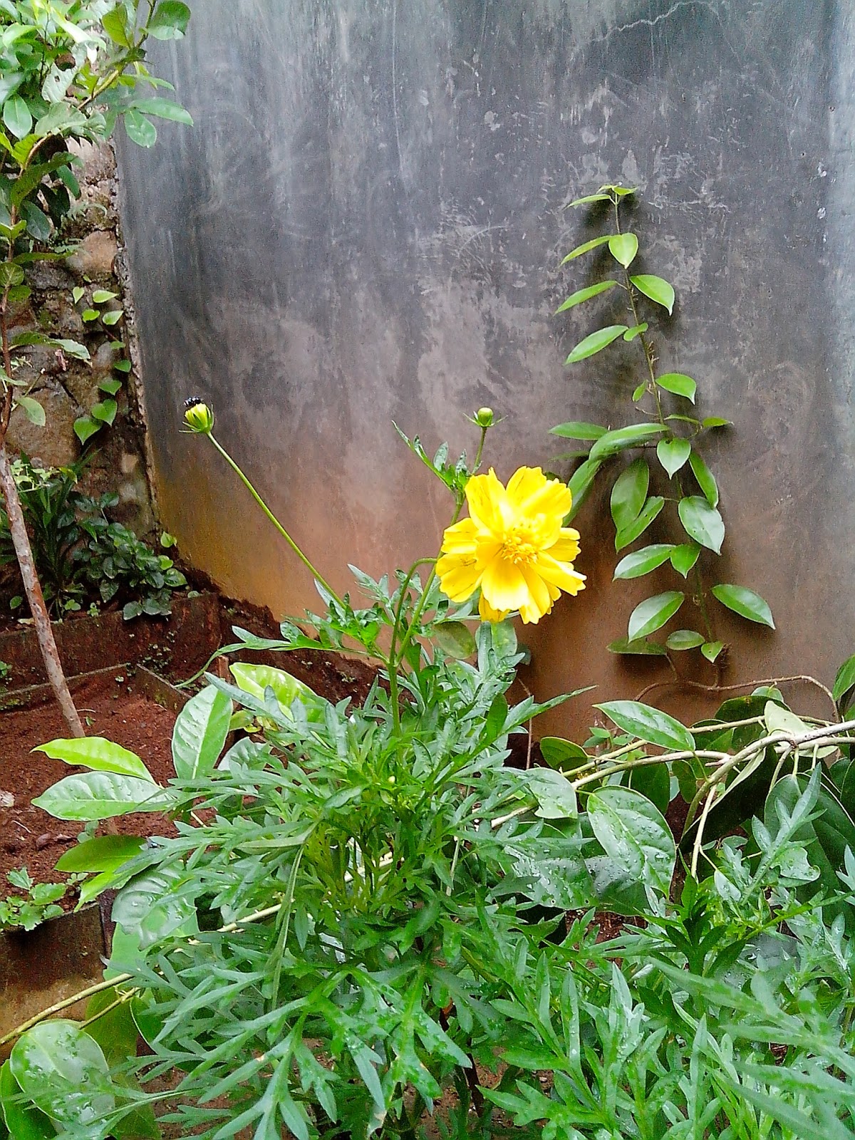 Endah Murniyati's Journey: KENIKIR KUNING - YELLOW COSMOS