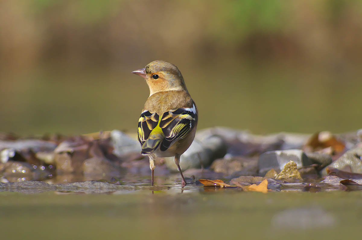 Riserva Naturale Regionale e Oasi WWF dei Ghirardi: Capanno fotografico ...