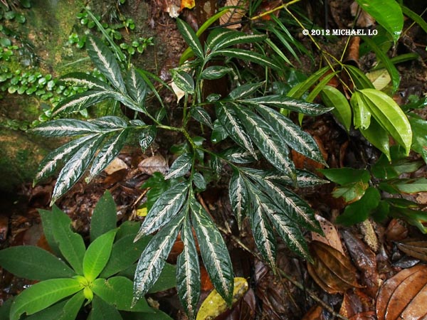 The rainforests of Borneo & Southeast Asia: Flora from blackwater fall ...
