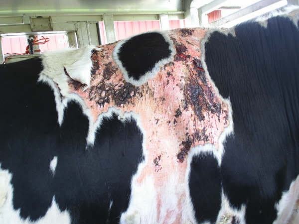 Photosensitivity In Cattle Vet In Training