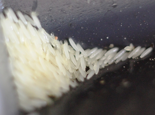 Cara Teknik mengundang Lalat Tentara Hitam BSF untuk diambil Telurnya ...