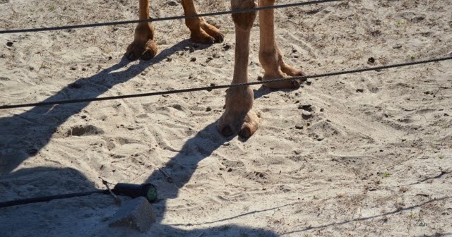 Linda Grimes: Visiting Reality : WARNING: Post Contains Camel Toes ...