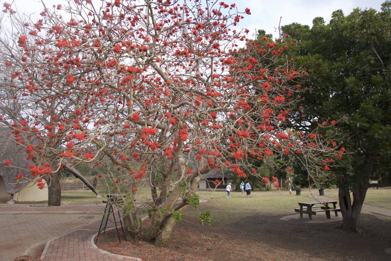 Indigenous tree of the month (3) |Renaissance in the Bushveld