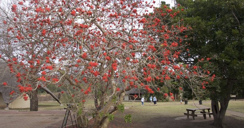 Indigenous tree of the month (3) |Renaissance in the Bushveld